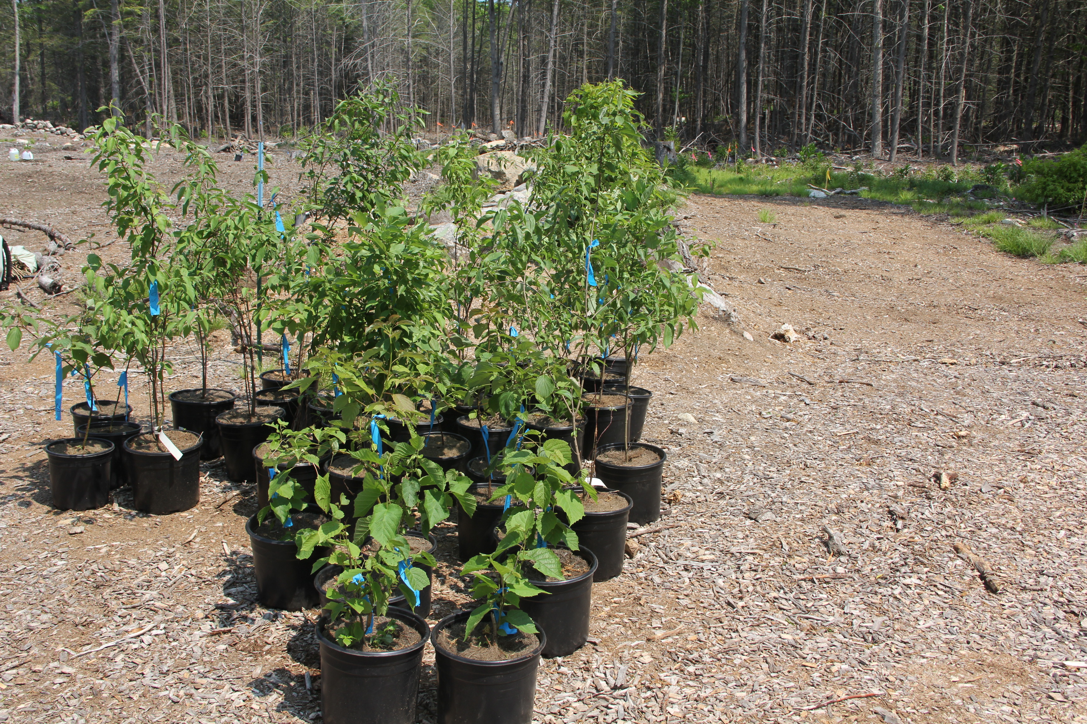 Avalonia Land Conservancy and Connecticut Sea Grant: Hoffman Evergreen ...